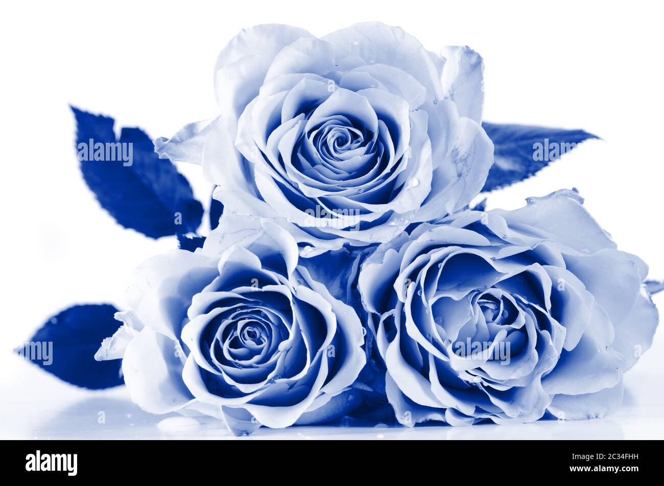 Shot of beautiful tender pastel shade roses. Blue toned Stock Photo - Alamy