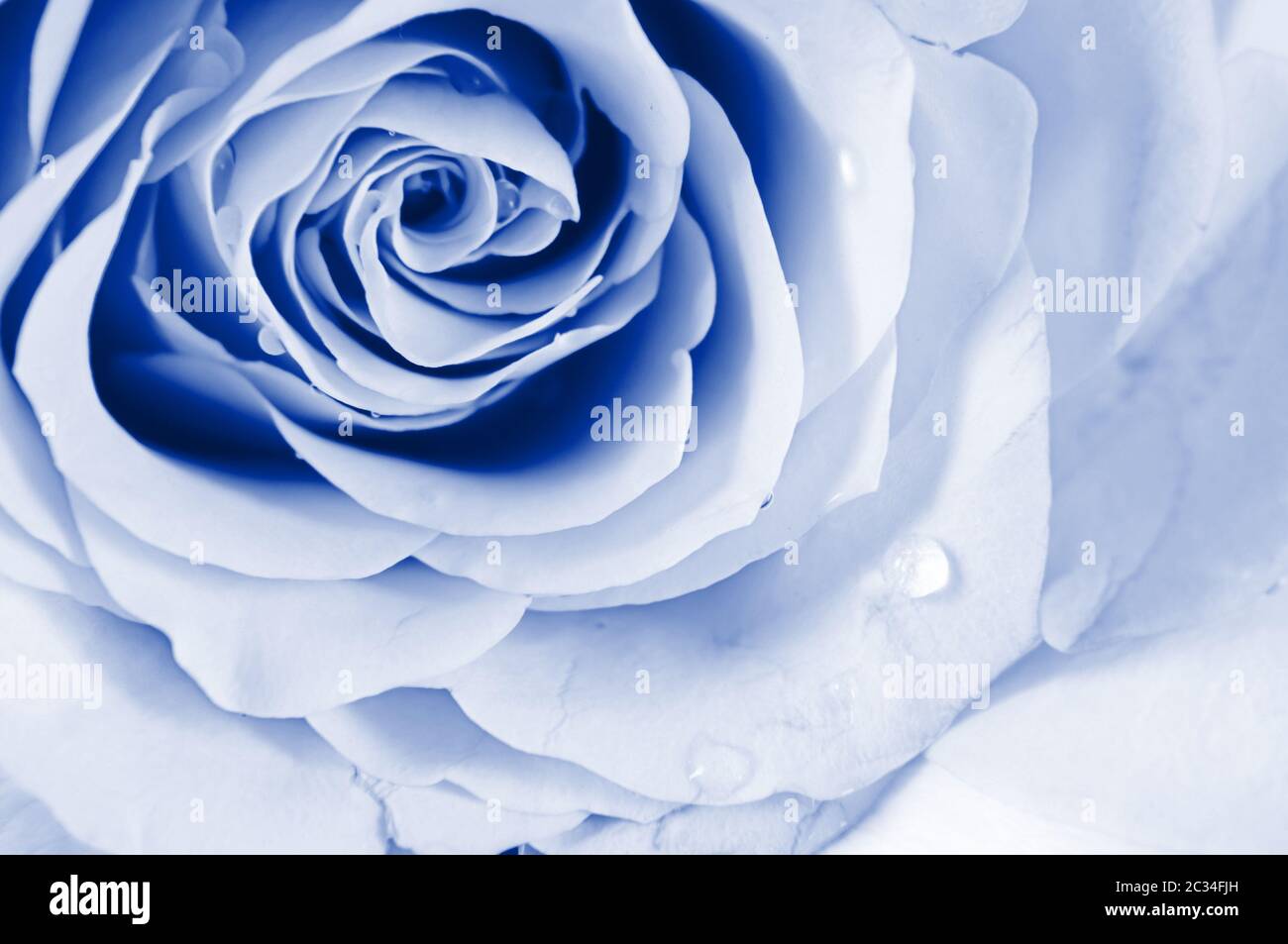 Shot of beautiful tender pastel shade roses. Blue toned Stock Photo - Alamy