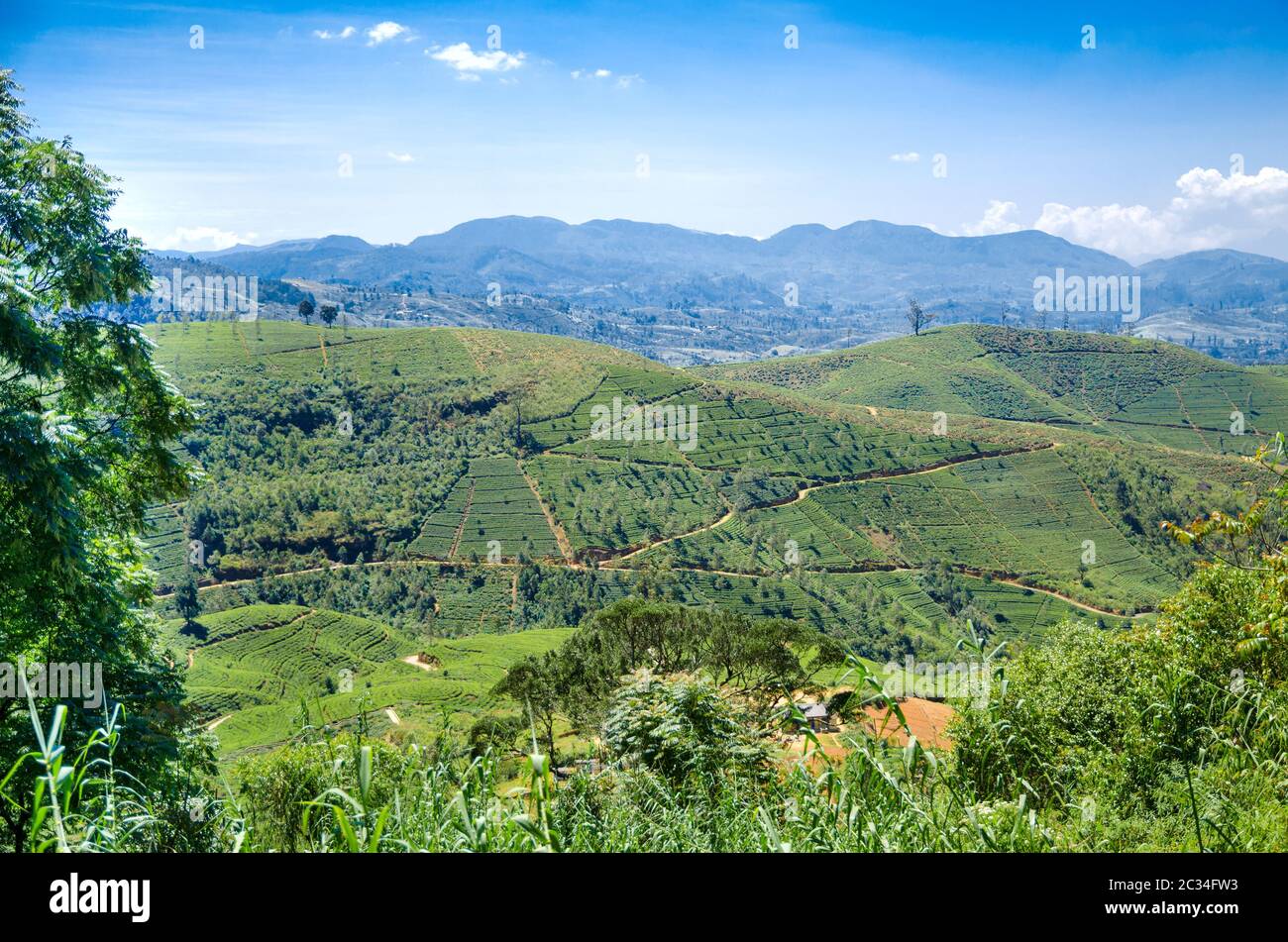 Tea cultivation in the highlands of Ceylon (Sri Lanka Stock Photo - Alamy