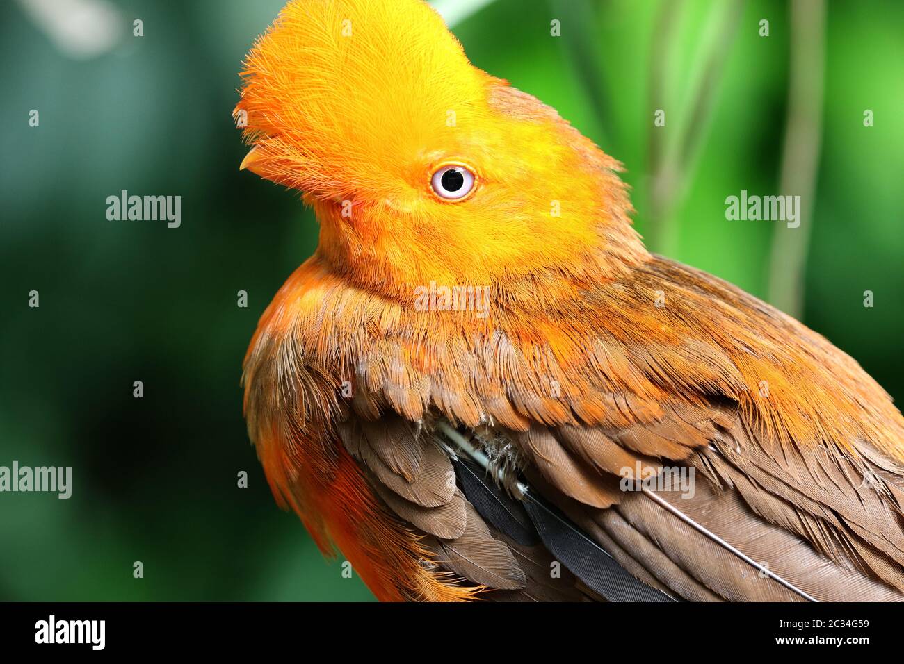 Andean cock-of-the-rock bird Rupicola rupicola peruvianus Stock Photo ...