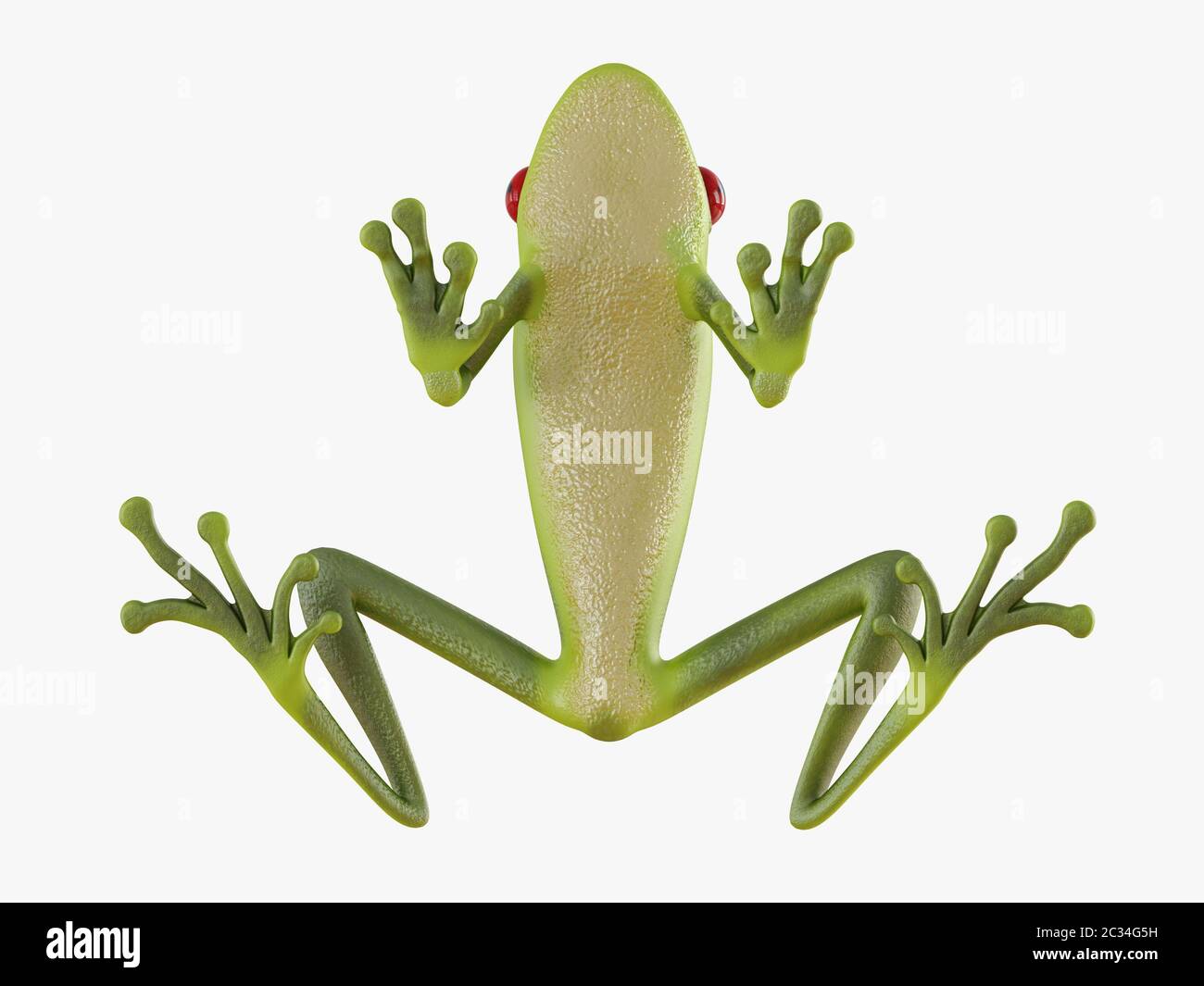 Green frog bottom view on white background 3d rendering Stock Photo - Alamy