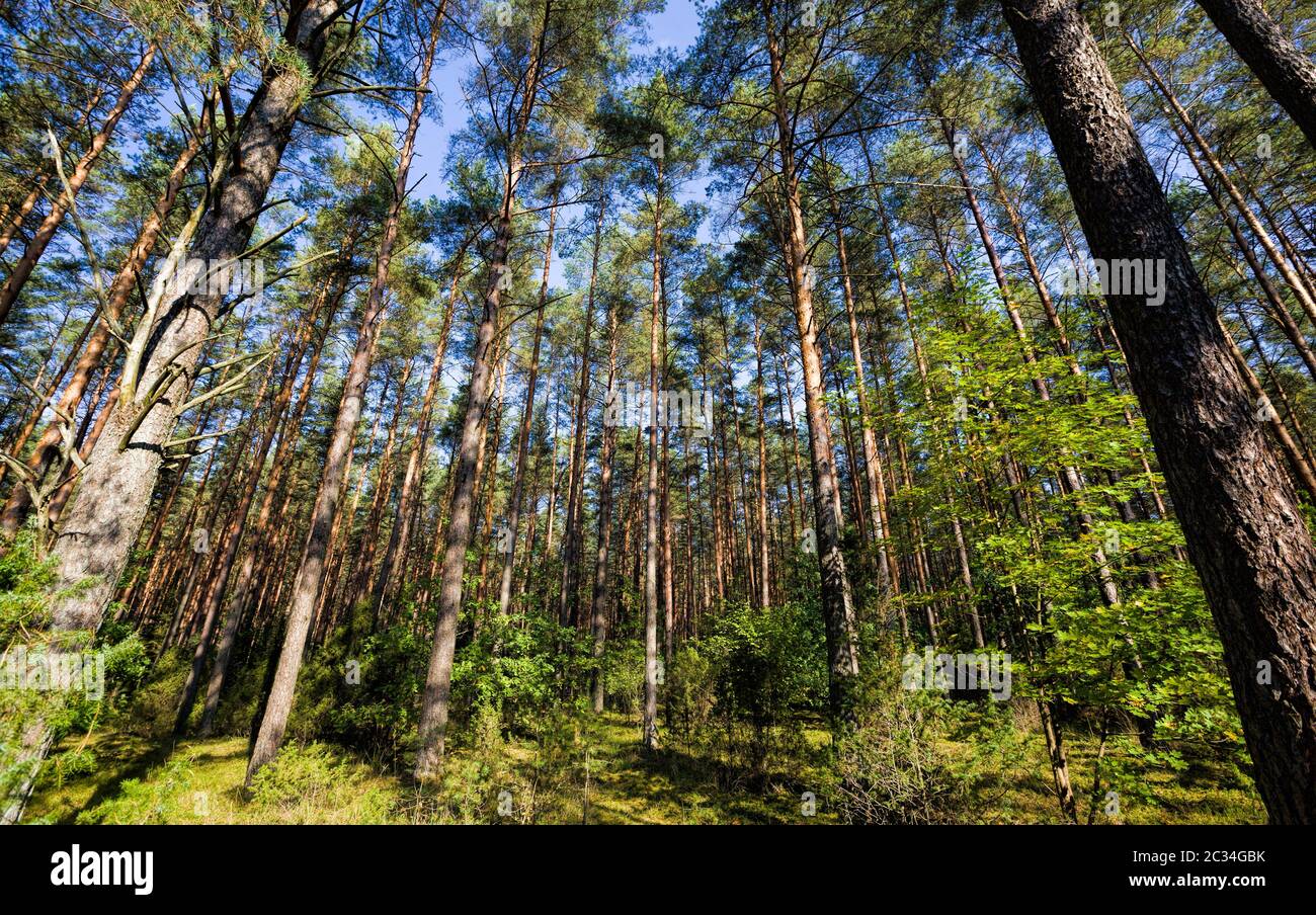 Different types of trees growing in a mixed forest, the autumn season ...