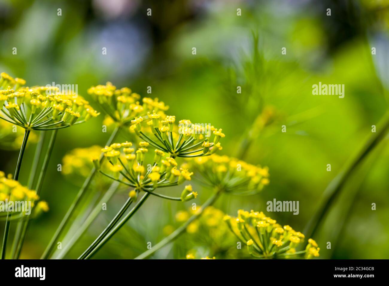 this is the territory on which activities are carried out to obtain a ...