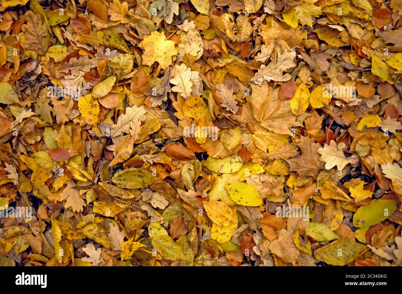 The withered leaves of autumn Stock Photo - Alamy