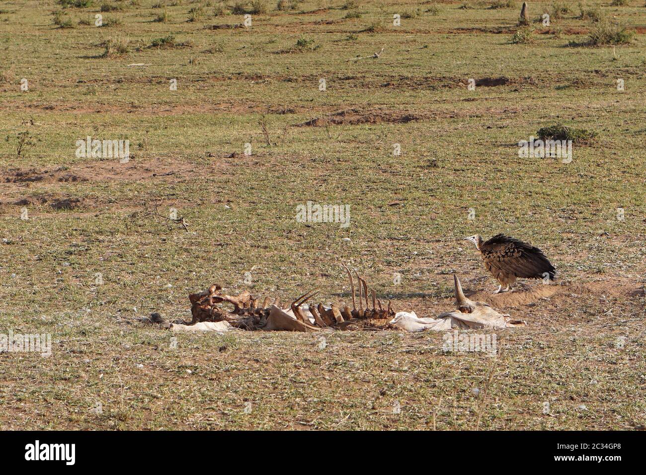Vulture bird at carcass in Africa Stock Photo - Alamy