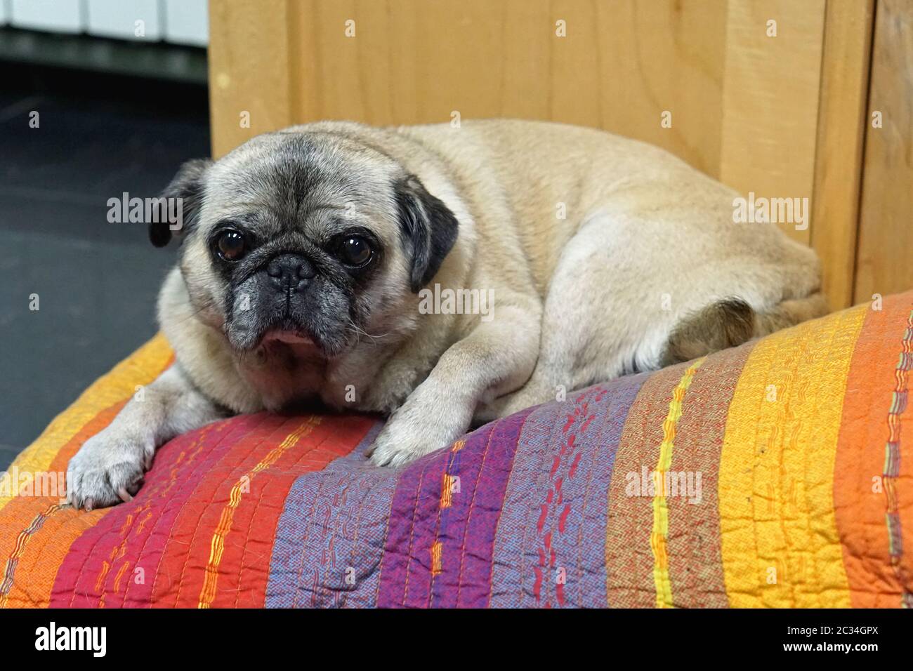 Fat pug pet dog laying on bed Stock Photo - Alamy