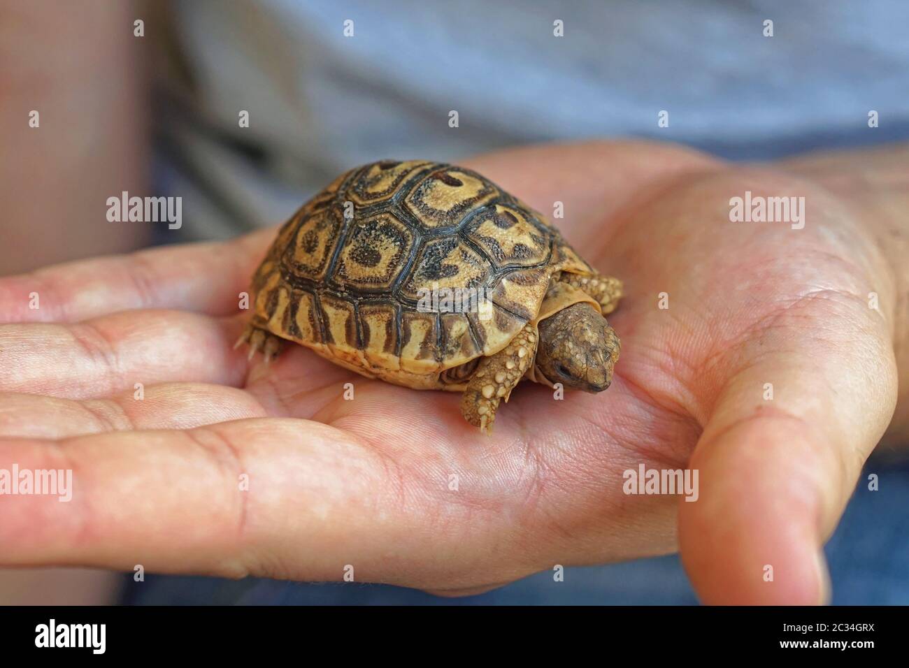 Small baby turtle tortoise in Kenya Stock Photo - Alamy