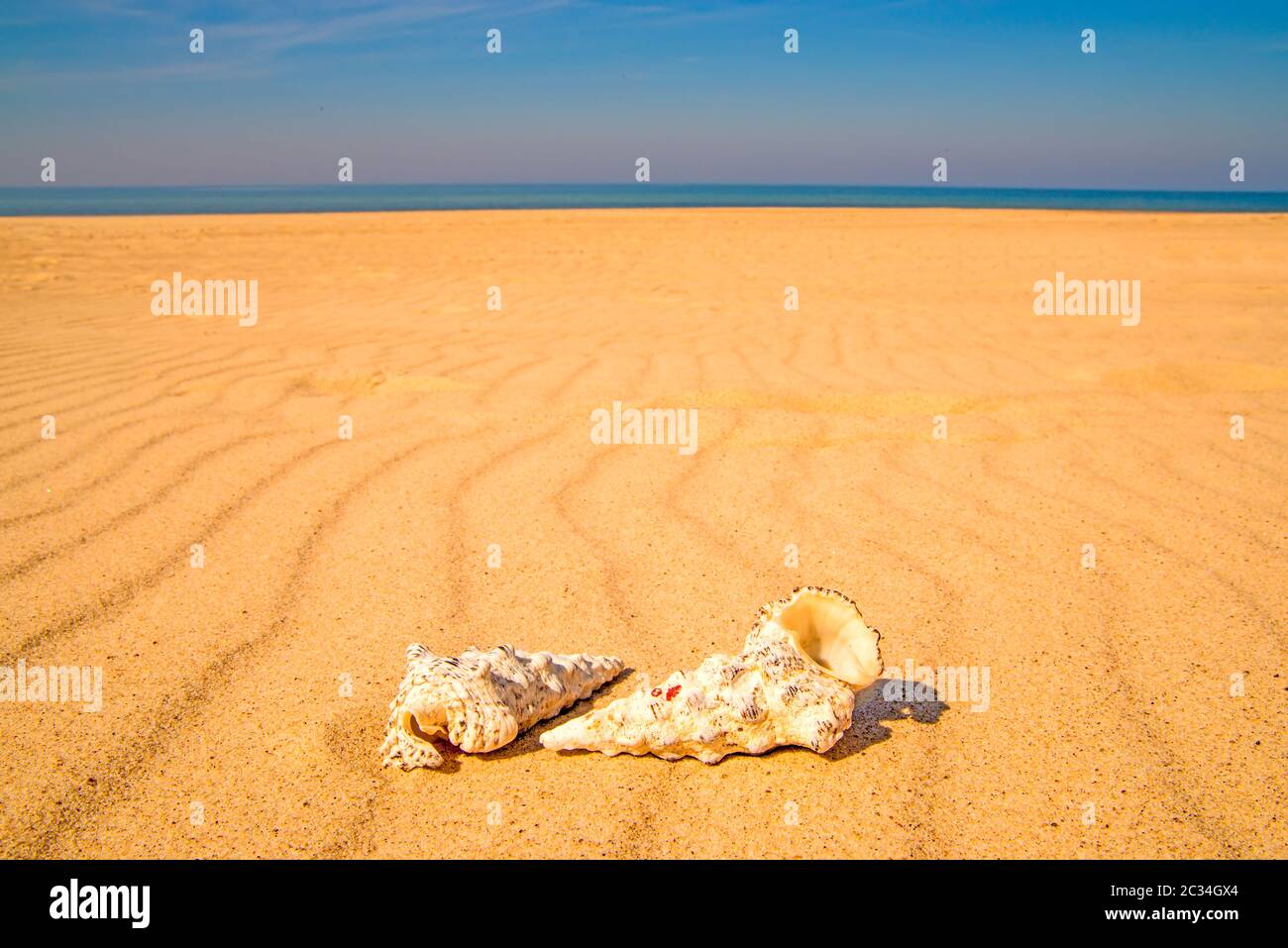 sandy beach with snails Stock Photo - Alamy