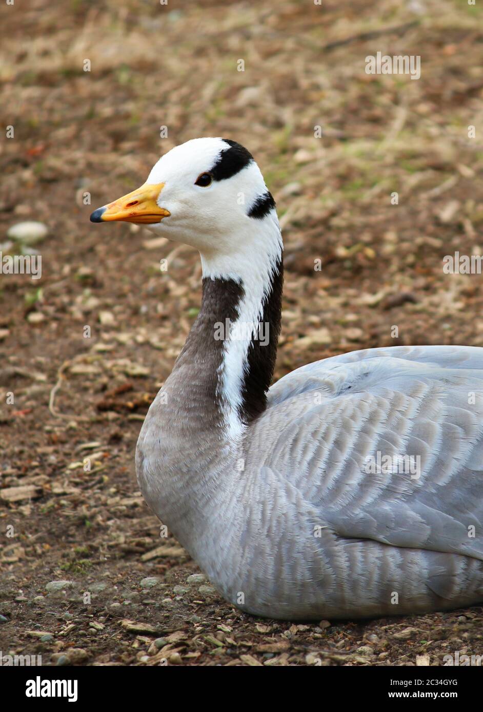 Portrait female geese hi-res stock photography and images - Alamy