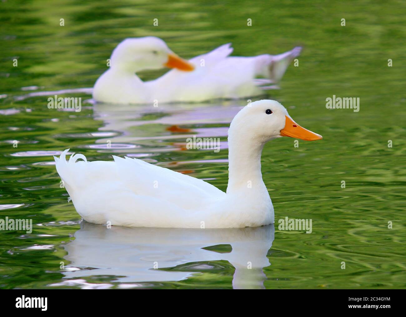 White Goose standing Stock Photo - Alamy