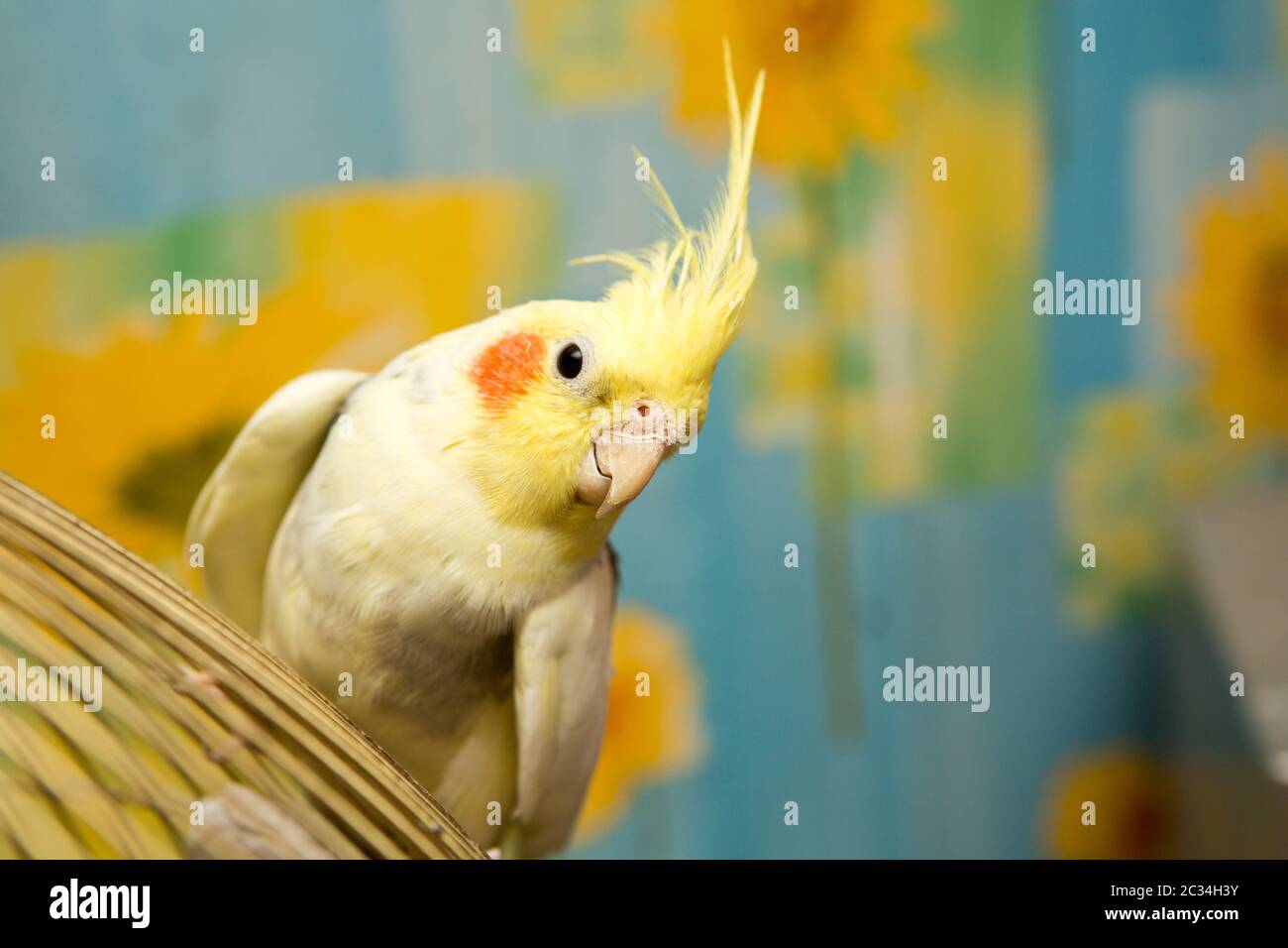 corella parrot with red cheeks and long feathers Stock Photo - Alamy