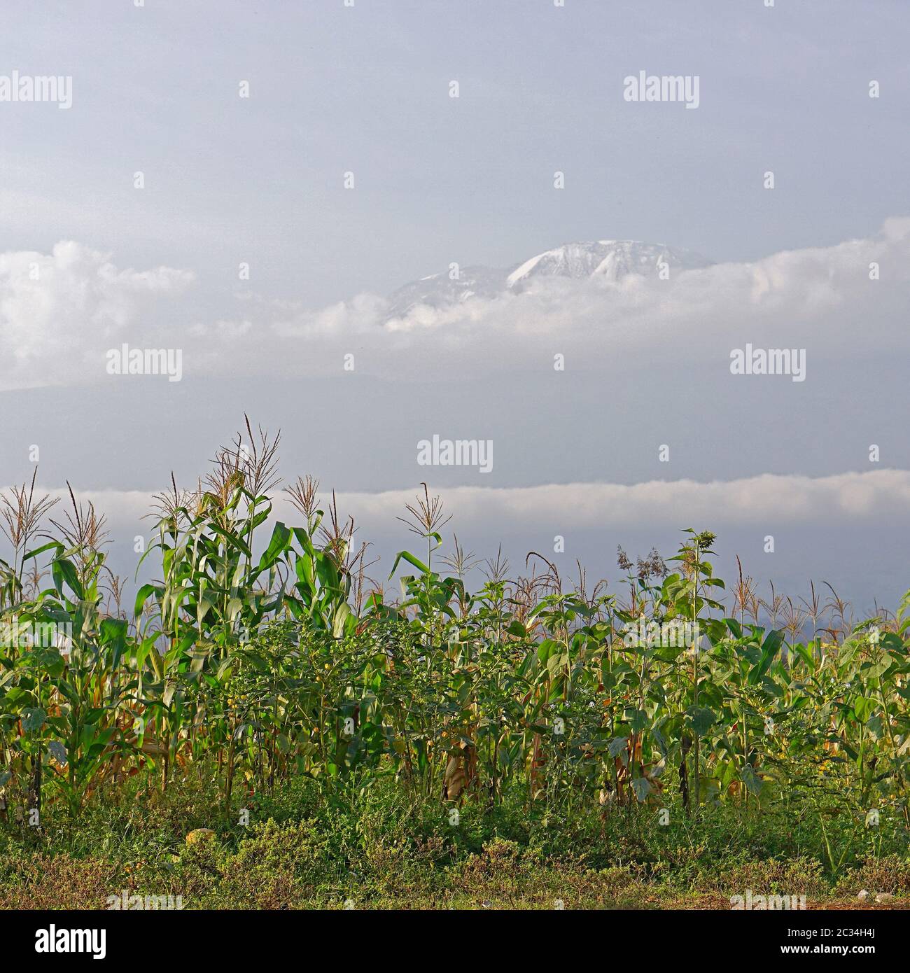 Clouds over corn field hi-res stock photography and images - Alamy