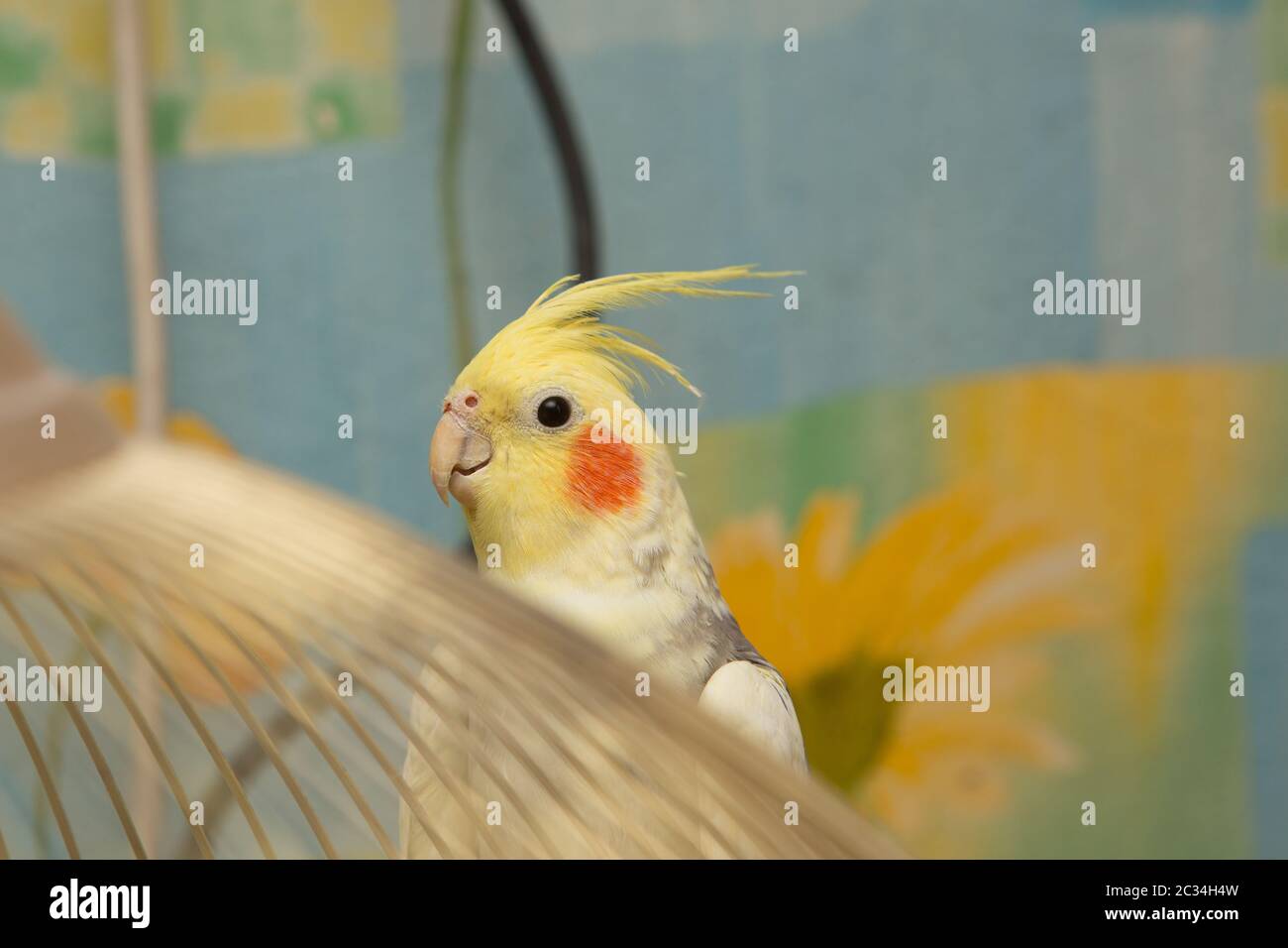 corella parrot with red cheeks and long feathers Stock Photo - Alamy