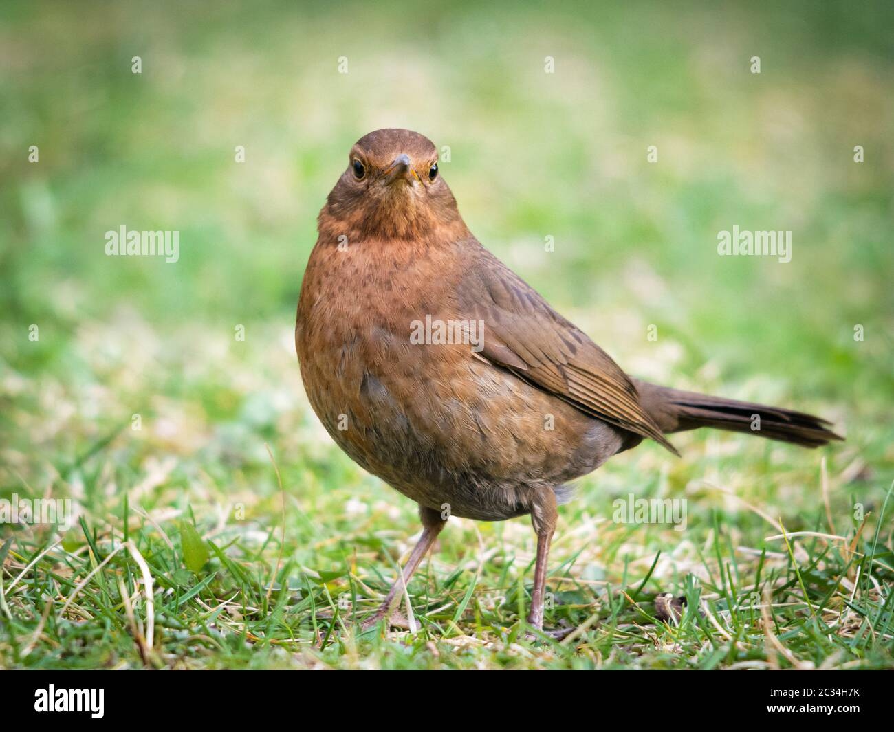 Male and female ladybird hi-res stock photography and images - Alamy