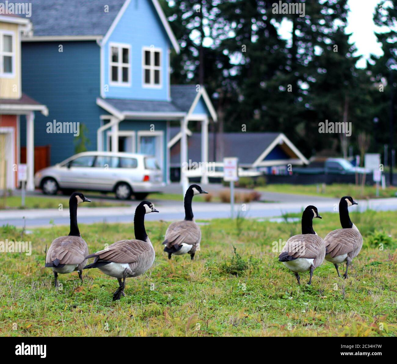 Group of canadian geese Stock Photo - Alamy