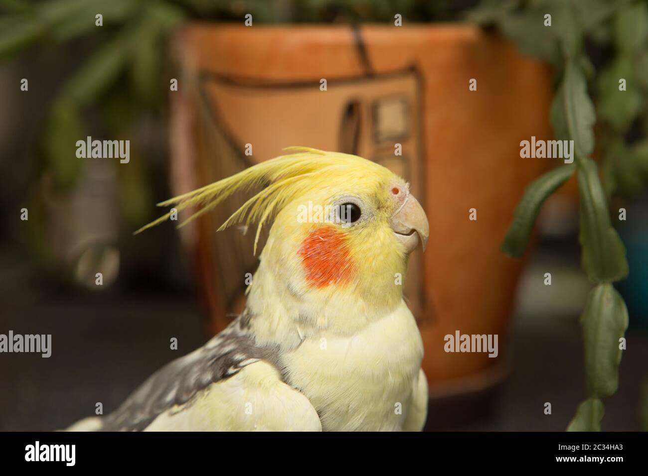corella parrot with red cheeks and long feathers Stock Photo - Alamy