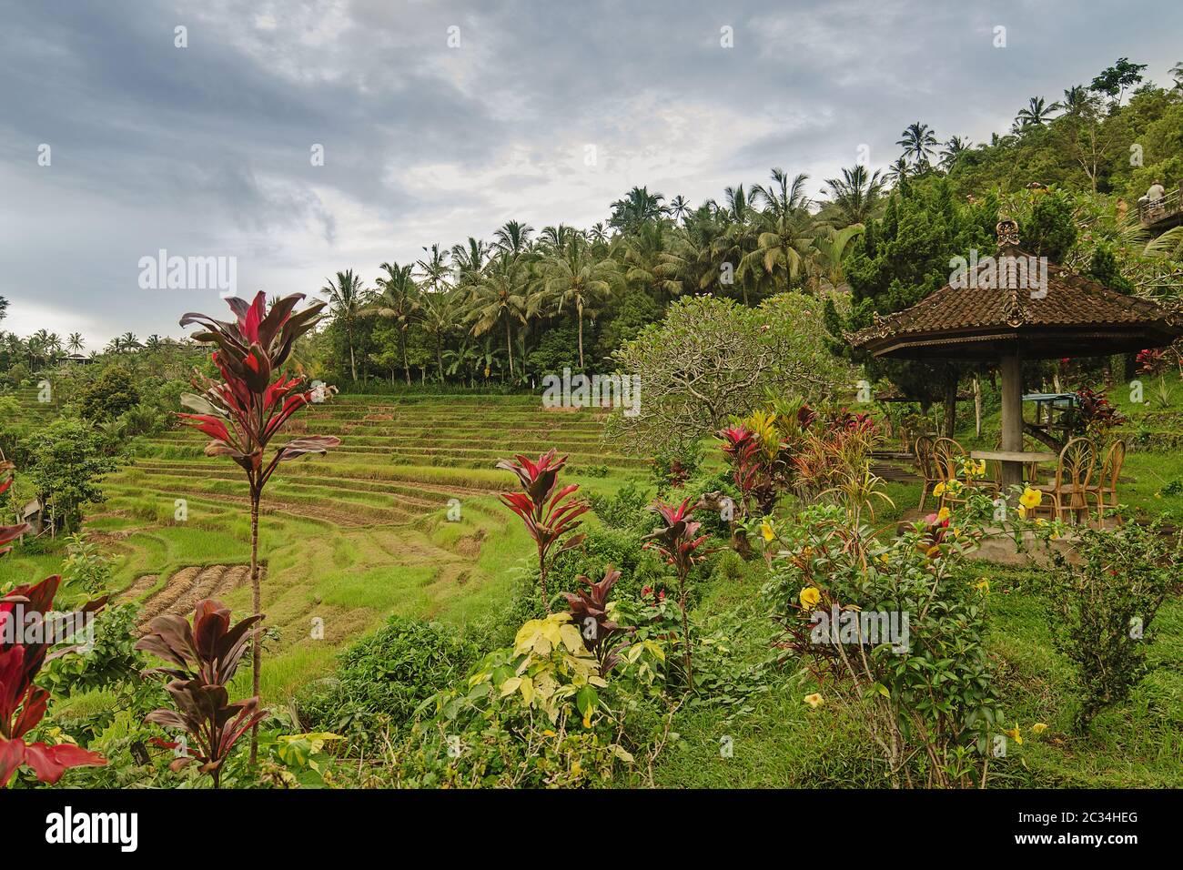Picturesque rice fields on the island of Bali (Indonesia Stock Photo ...