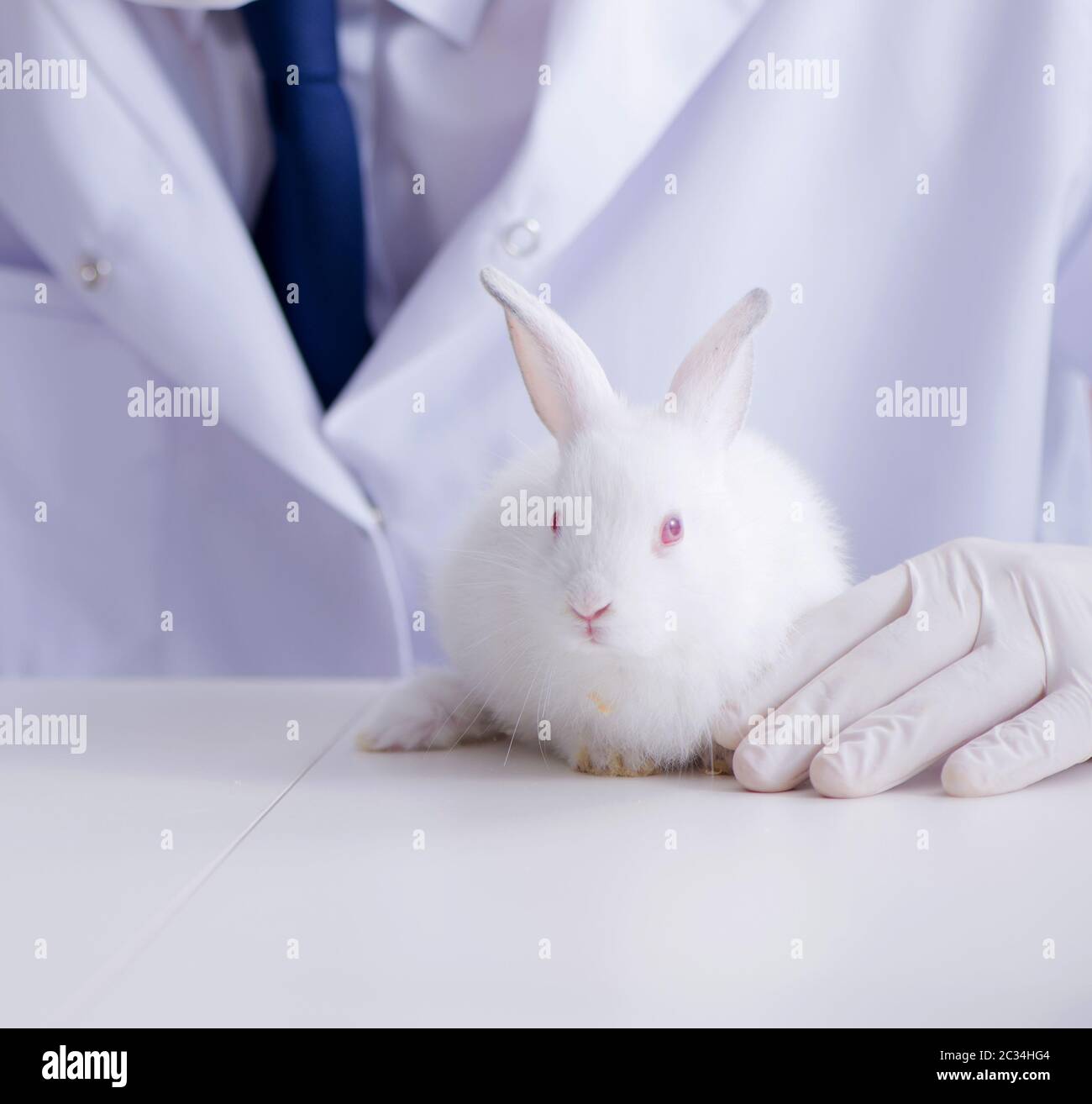 Vet doctor examining rabbit in pet hospital Stock Photo - Alamy
