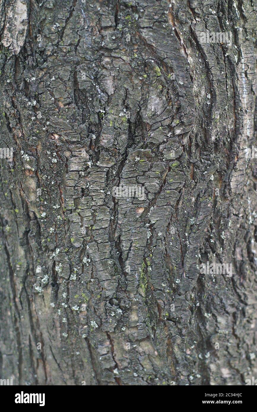 Bark of an old tree textured Stock Photo - Alamy