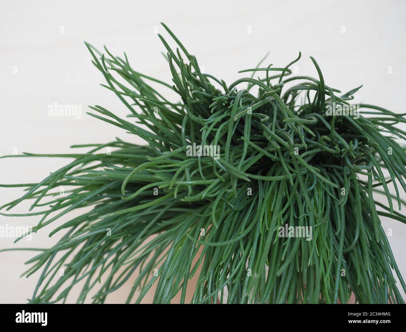 Barilla Plant High Resolution Stock Photography and Images - Alamy