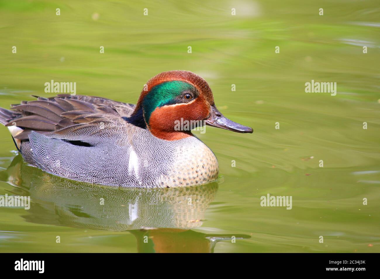 Green feathered ducks hi-res stock photography and images - Alamy