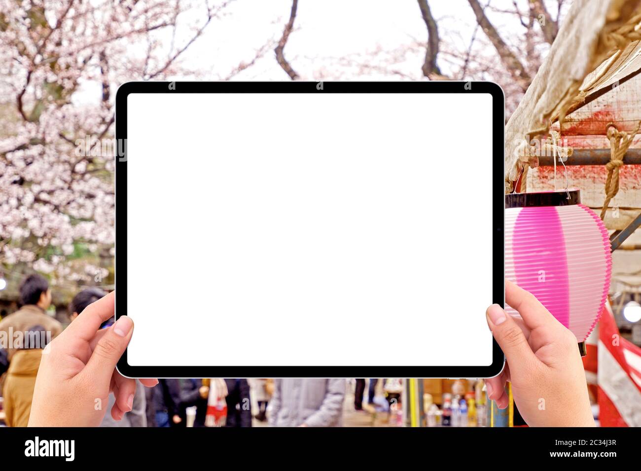 Two hands holding white screen mockup tablet computer, pink sakura ...