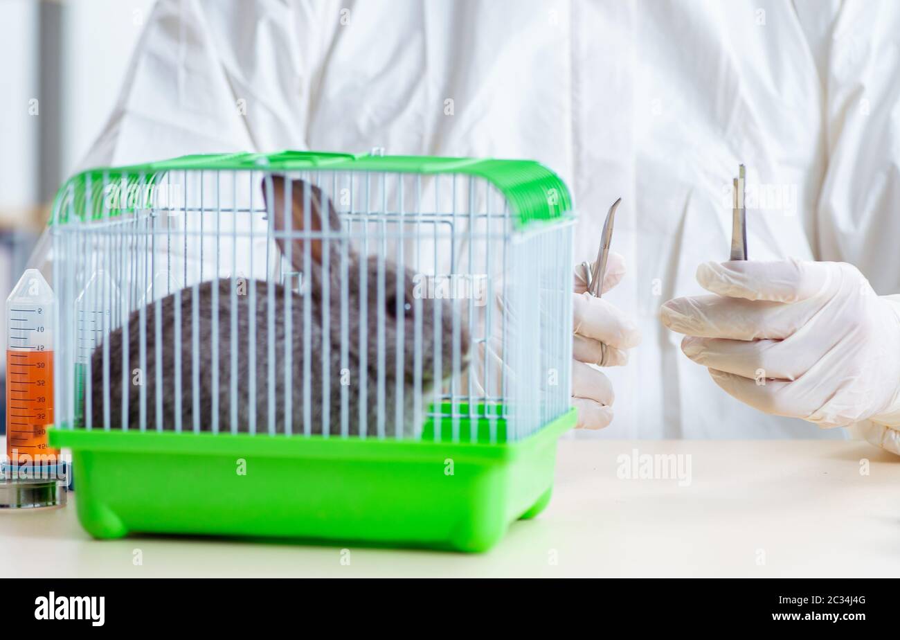 Rabbit testing hi-res stock photography and images - Alamy