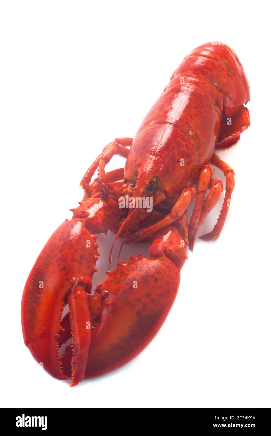 Whole lobster hi-res stock photography and images - Alamy
