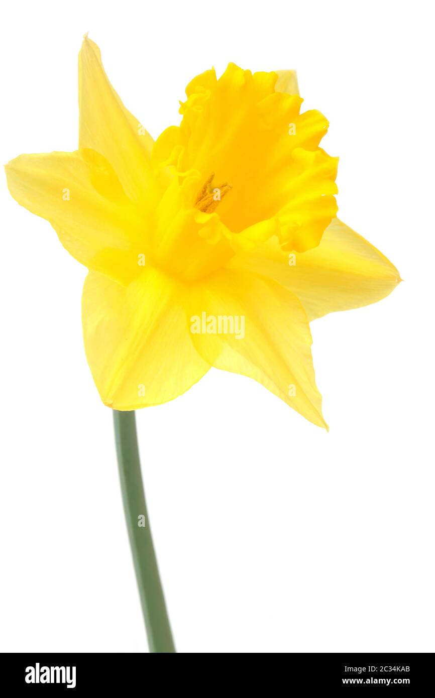 Single Daffodil Isolated On White Stock Photo - Alamy