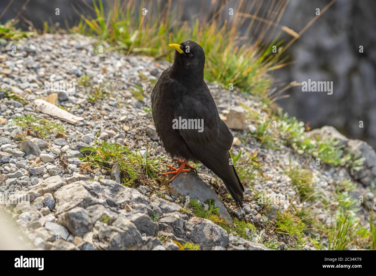 Alpendohle hi-res stock photography and images - Alamy