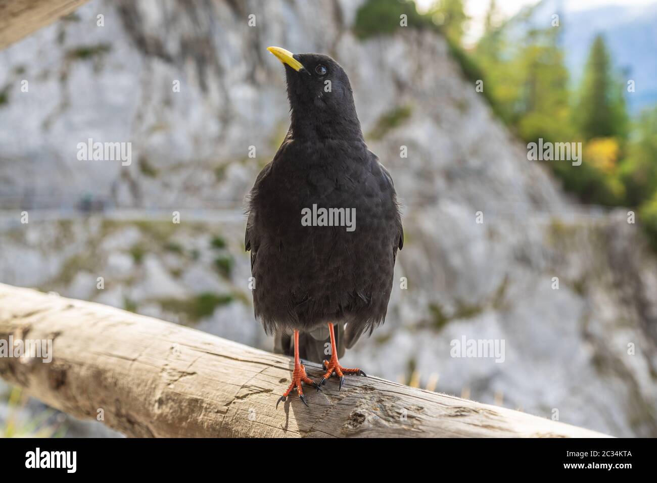Alpendohle hi-res stock photography and images - Alamy