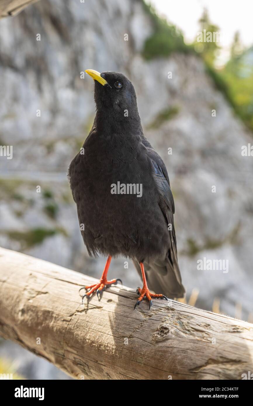 Alpendohle hi-res stock photography and images - Alamy