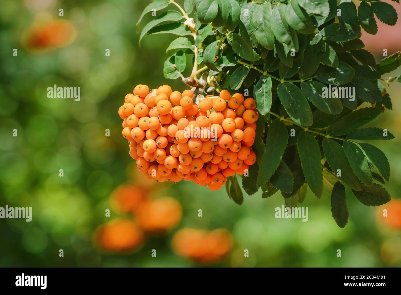 European rowan or mountain-ashes fruit Stock Photo - Alamy