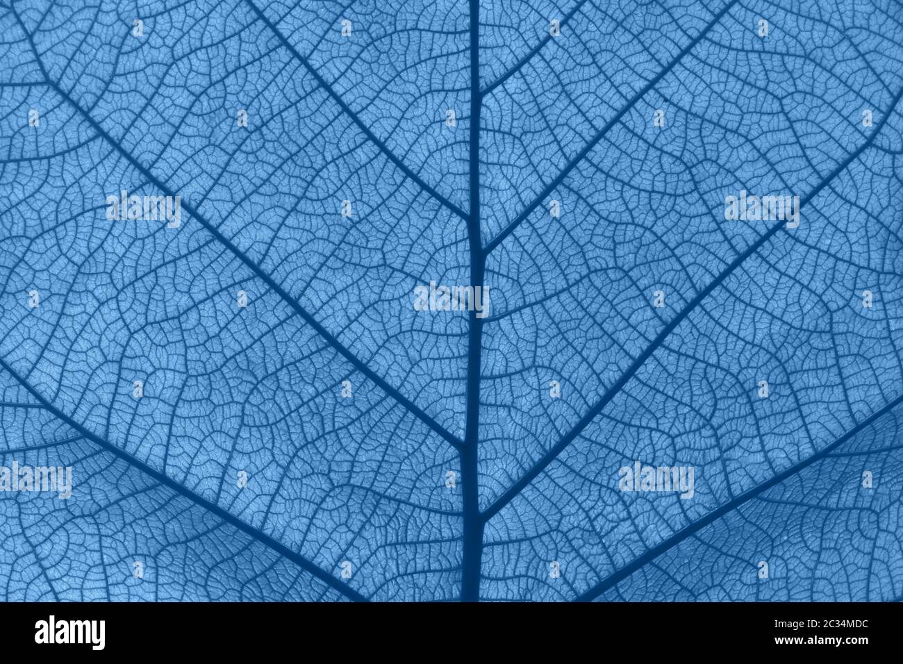 Extreme close up background texture of backlit blue toned leaf veins ...