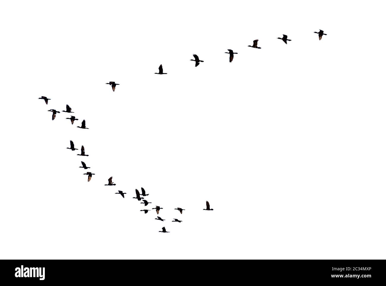 Birds Flying Silhouette Line