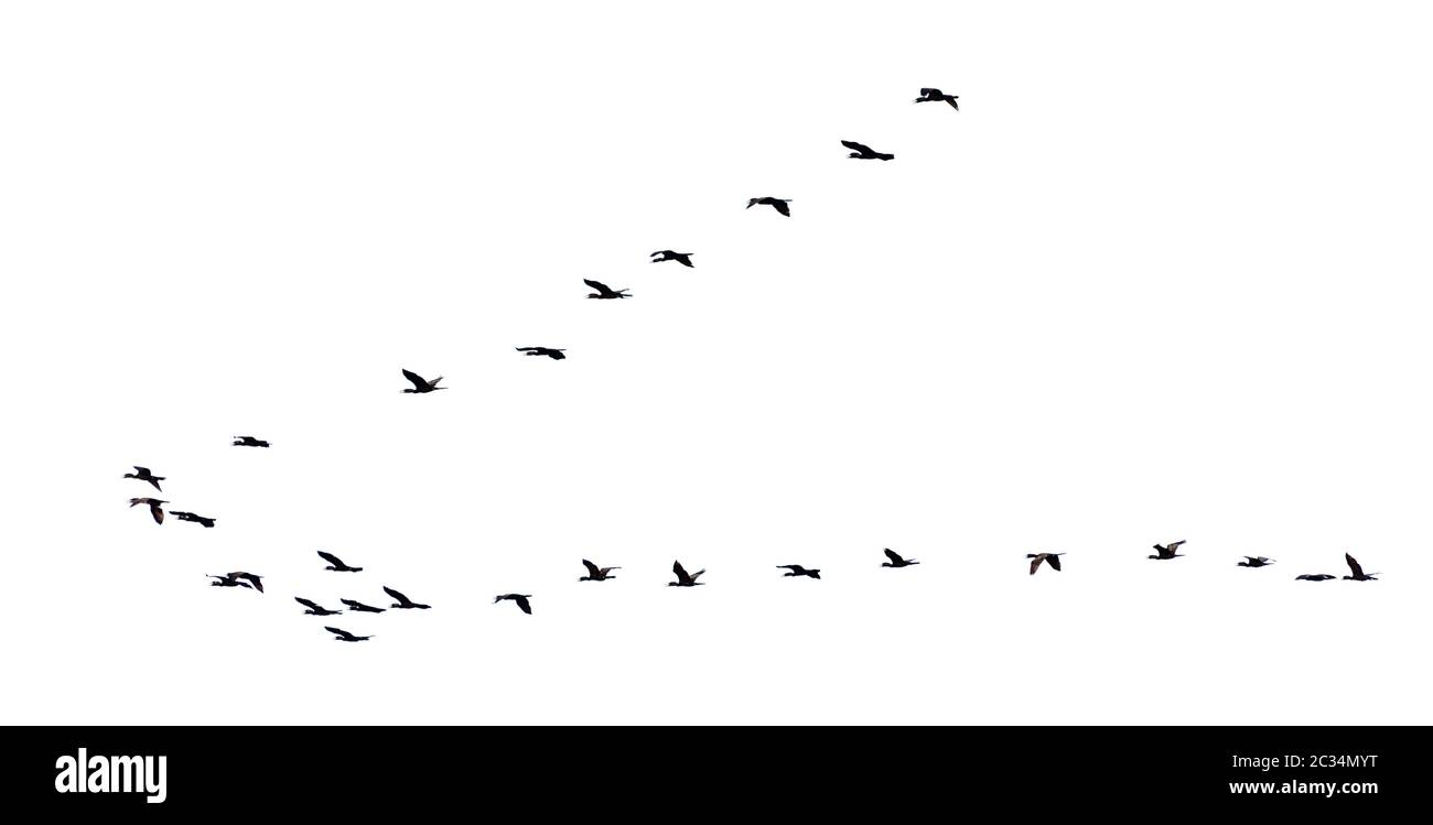 Flock of birds flying in a row, High view silhouette group of bird fly ...