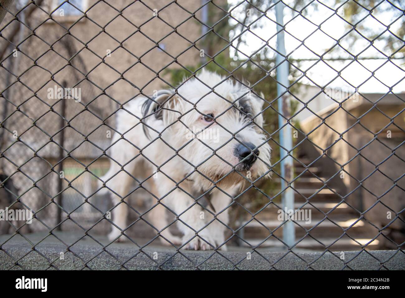 dog behind the fence of a family house Stock Photo - Alamy