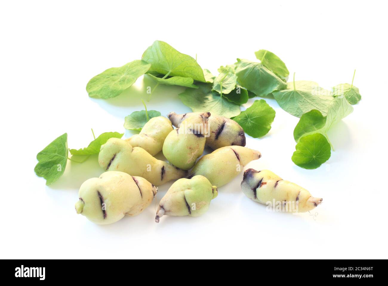Nasturtium Bulbs And Leaves Isolated On White Stock Photo - Alamy
