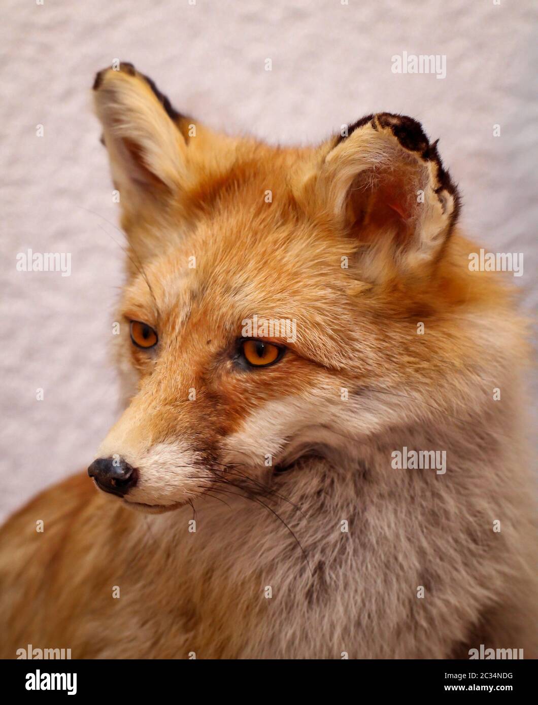 Portrait of a stuffed fox Stock Photo - Alamy