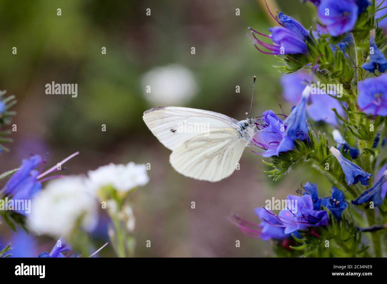 Cabbage white fly on cabbage hi-res stock photography and images - Alamy
