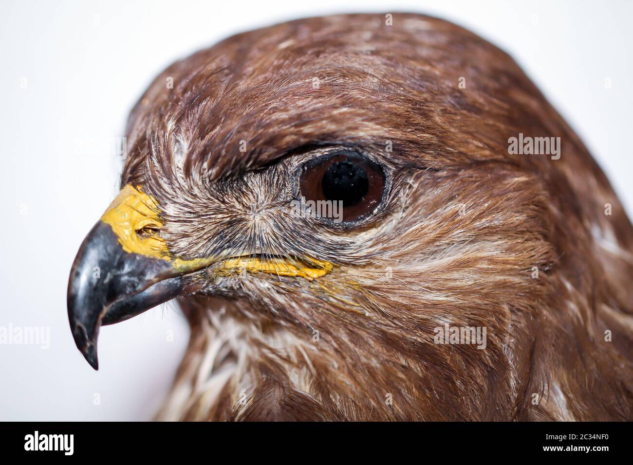 Portrait of a stuffed buzzard, bird of prey Stock Photo - Alamy