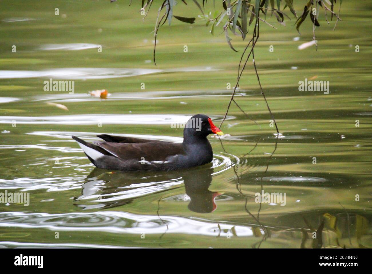 a pond raven, Gallinula chloropus, swimming on a pond Stock Photo - Alamy