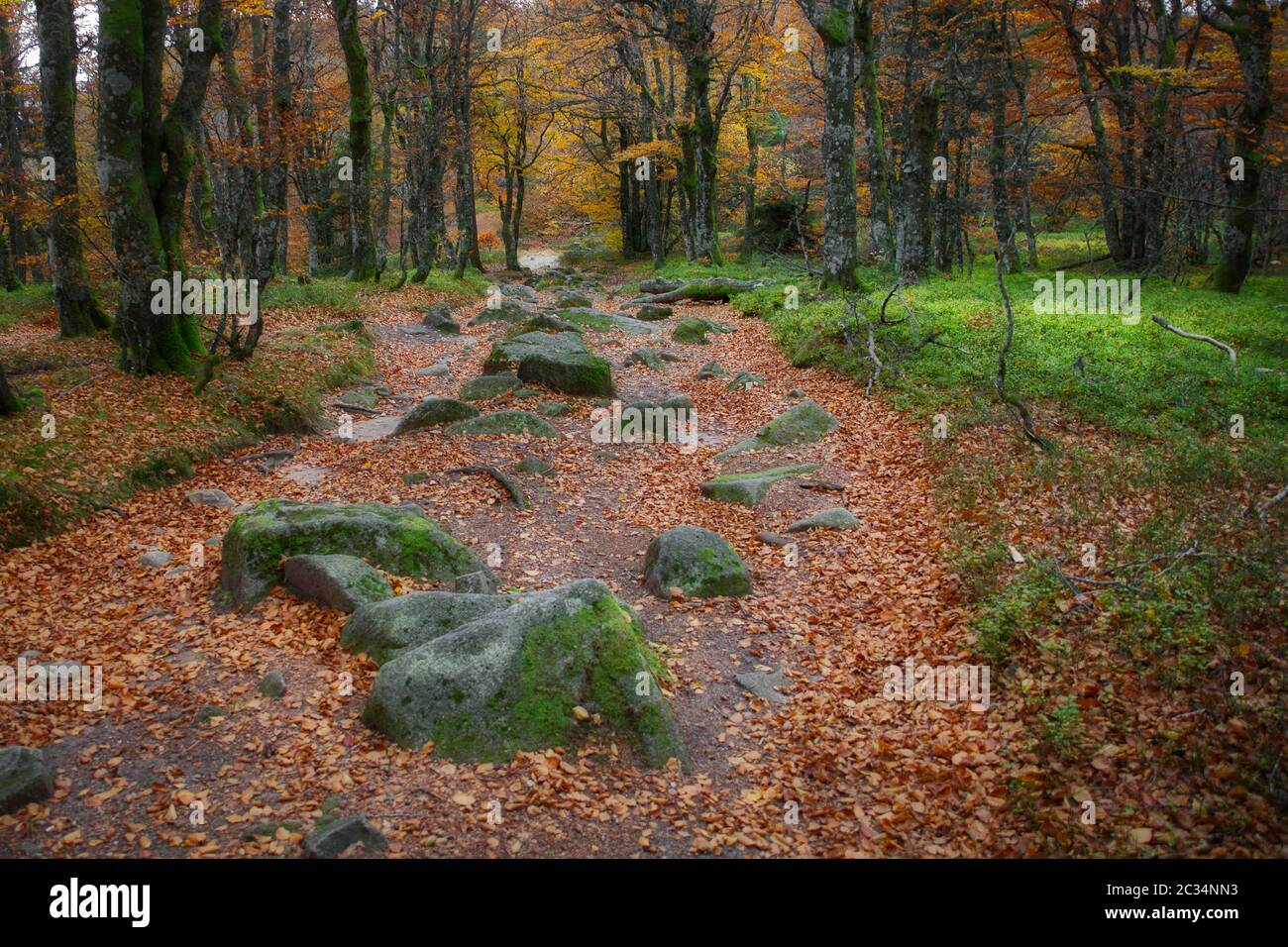 Sleepy trees hi-res stock photography and images - Alamy