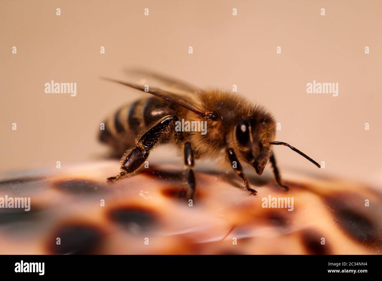 Hardworking nature hi-res stock photography and images - Alamy