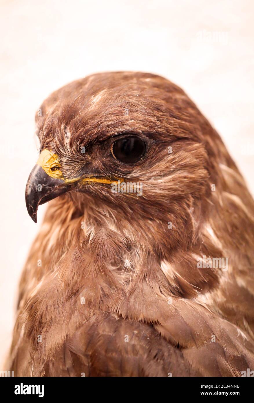 Portrait of a stuffed buzzard, bird of prey Stock Photo - Alamy