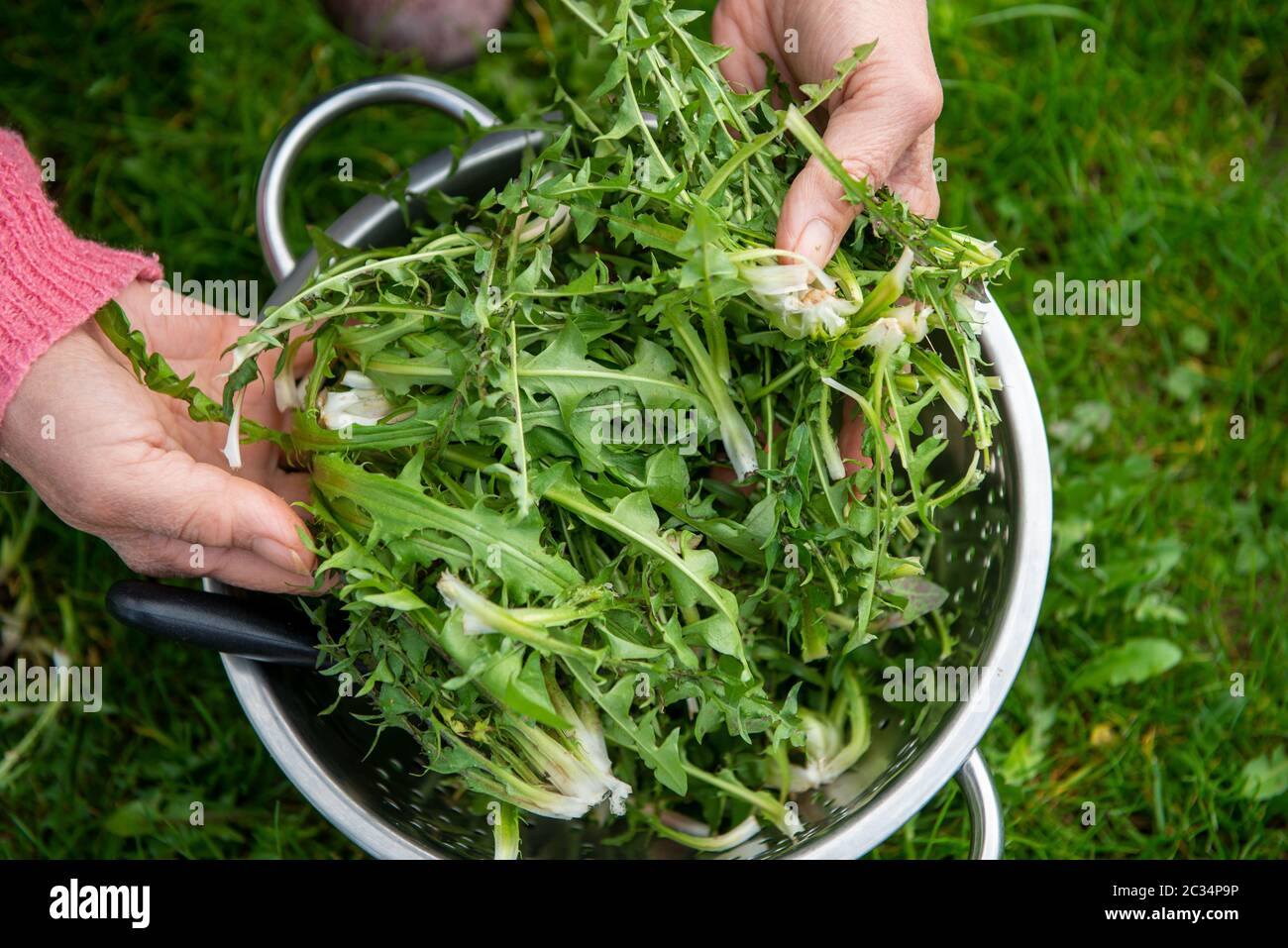 a woman picking dandelion (Taraxacum officinale) for salad Stock Photo ...