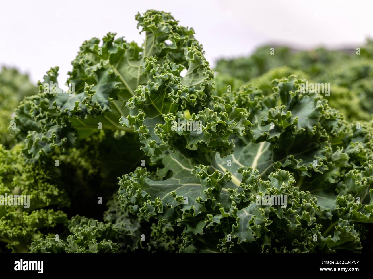 A healthy fresh curly kale Stock Photo - Alamy