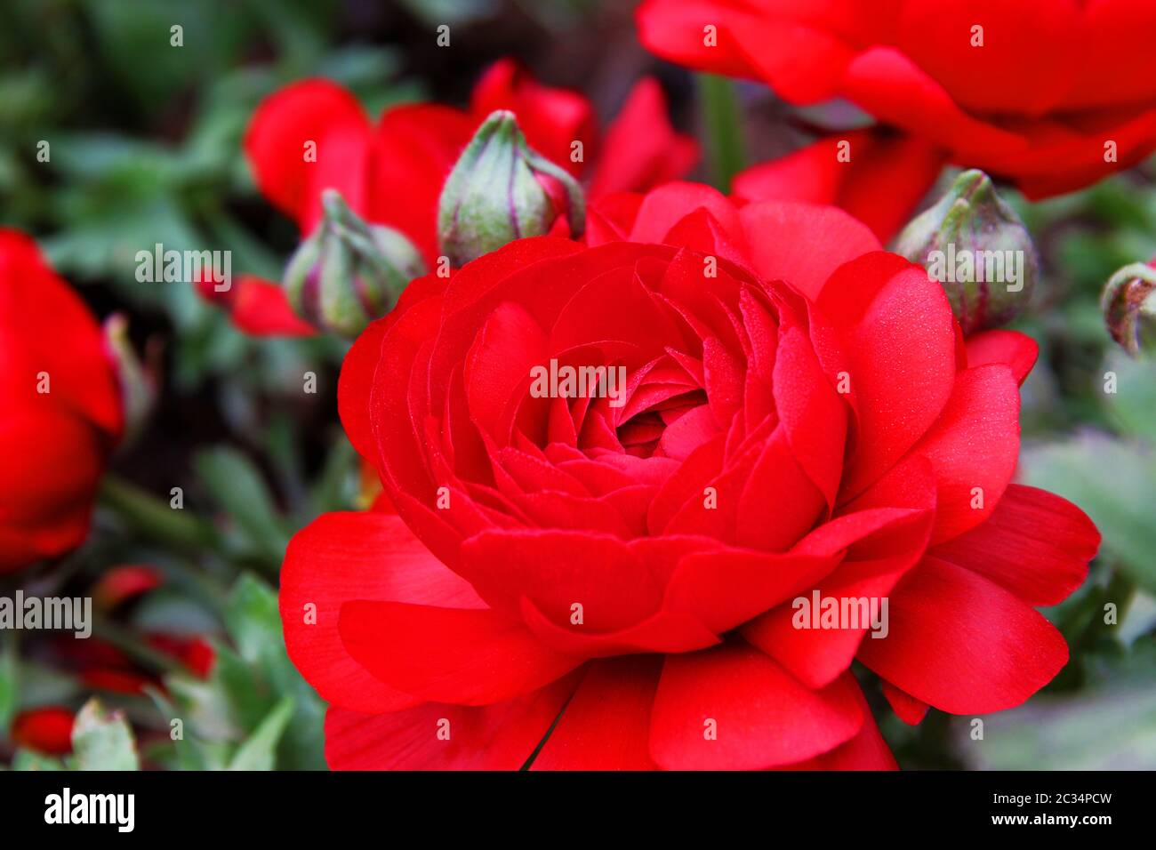 Red persian hi-res stock photography and images - Alamy