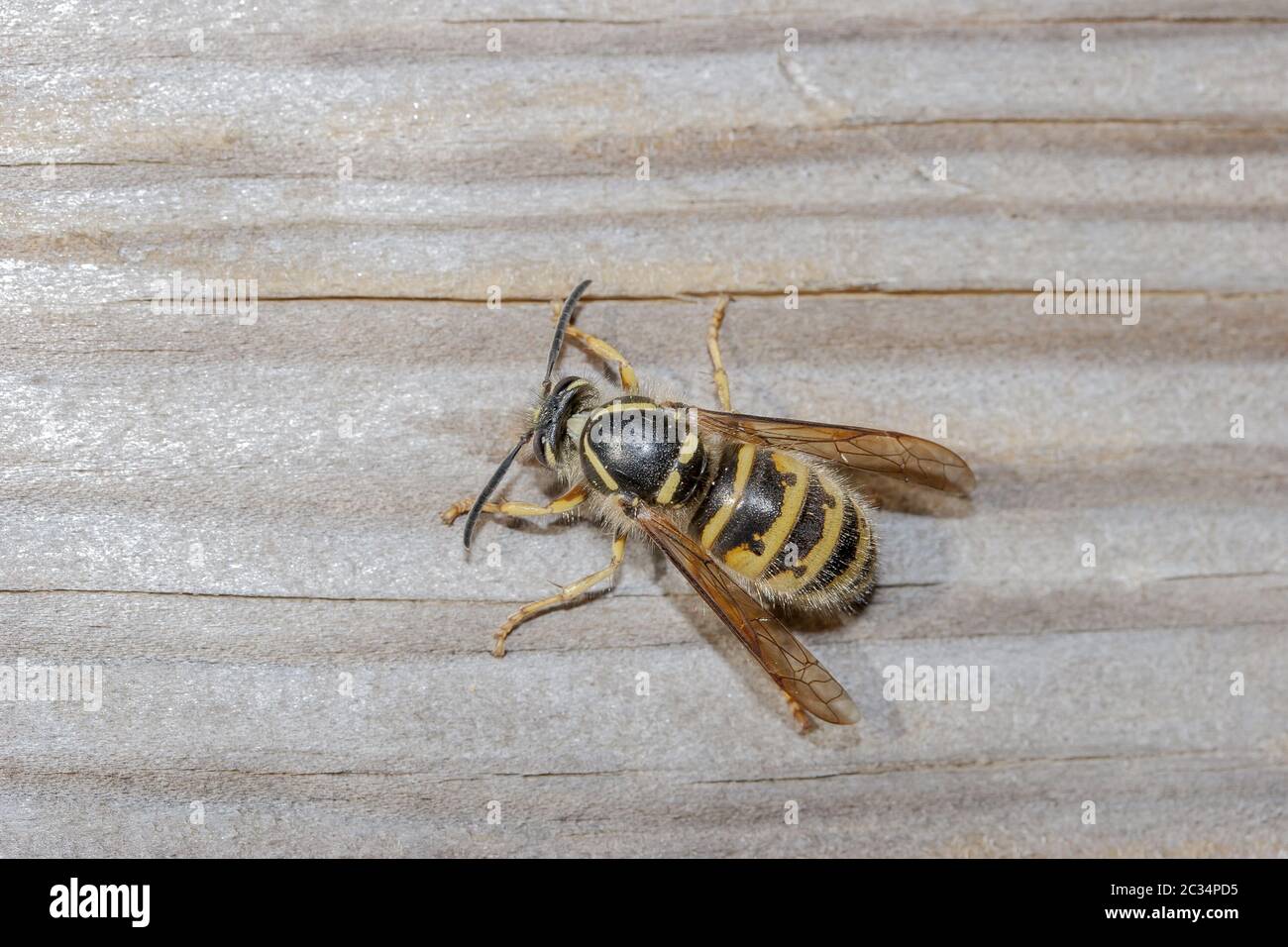 Saxonica hi-res stock photography and images - Alamy