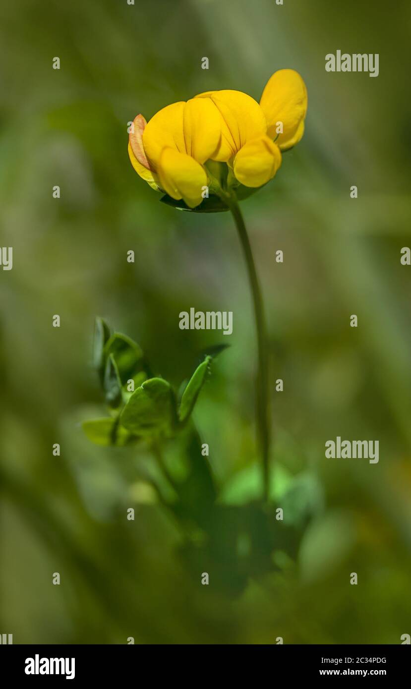 Common bird's-foot trefoil 'Lotus corniculatus' Stock Photo - Alamy